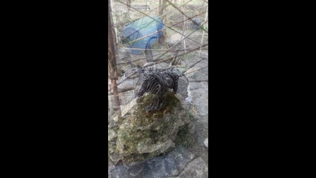 Летучий бультерьер.mp4