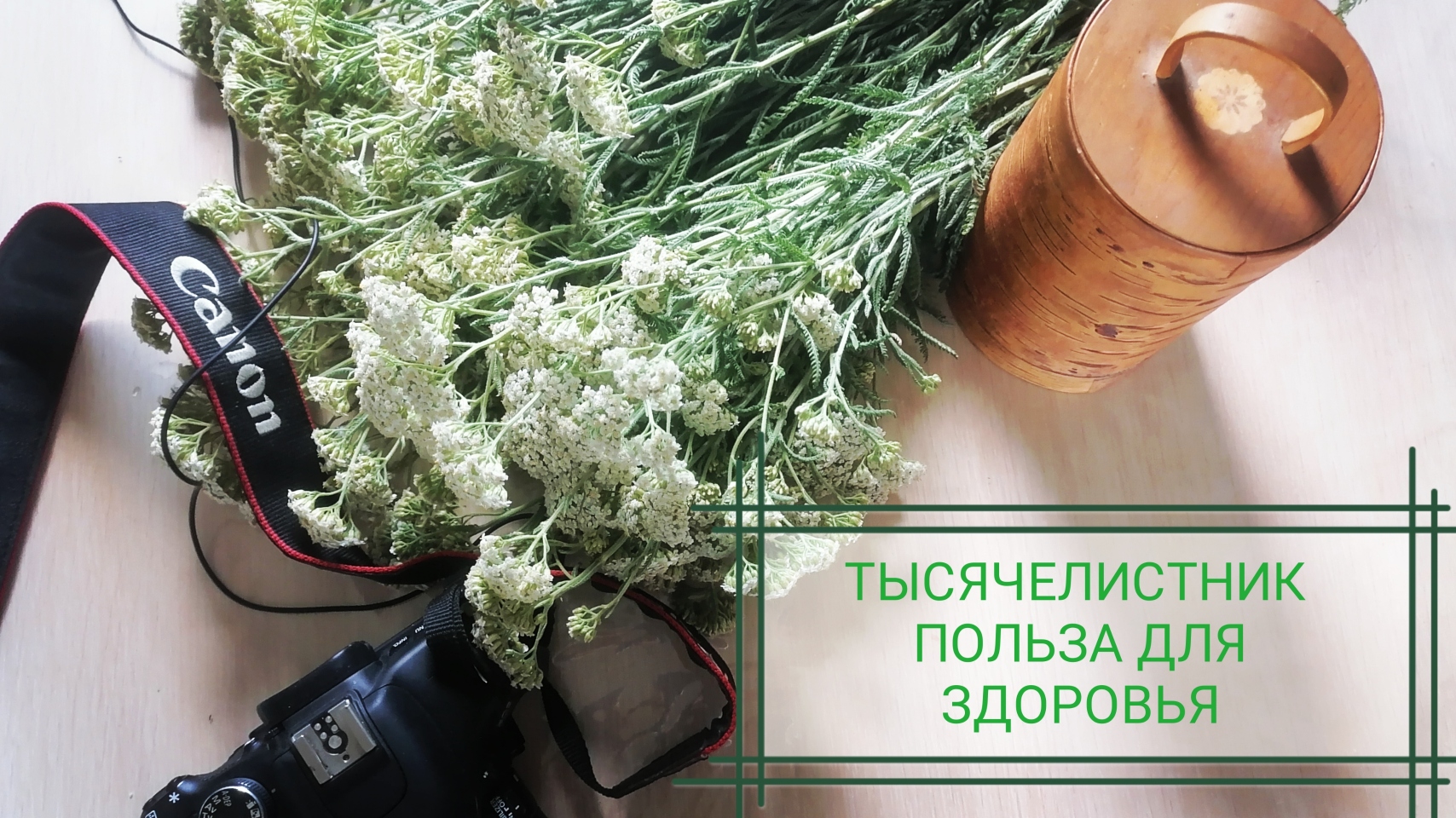 Тысячелистник — полезные свойства, рассказываю подробно.