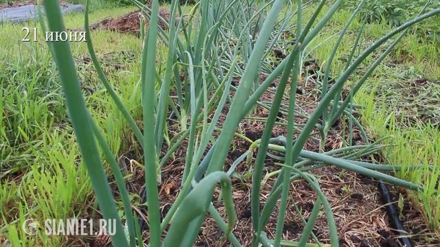 Как помочь растениям после весенних  заморозков.