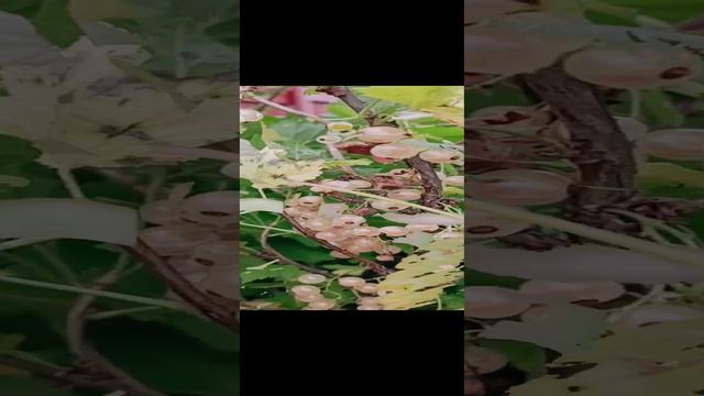 Шапки.Дачные дары