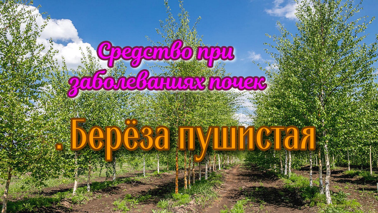 Средство при заболеваниях почек. Берёза пушистая