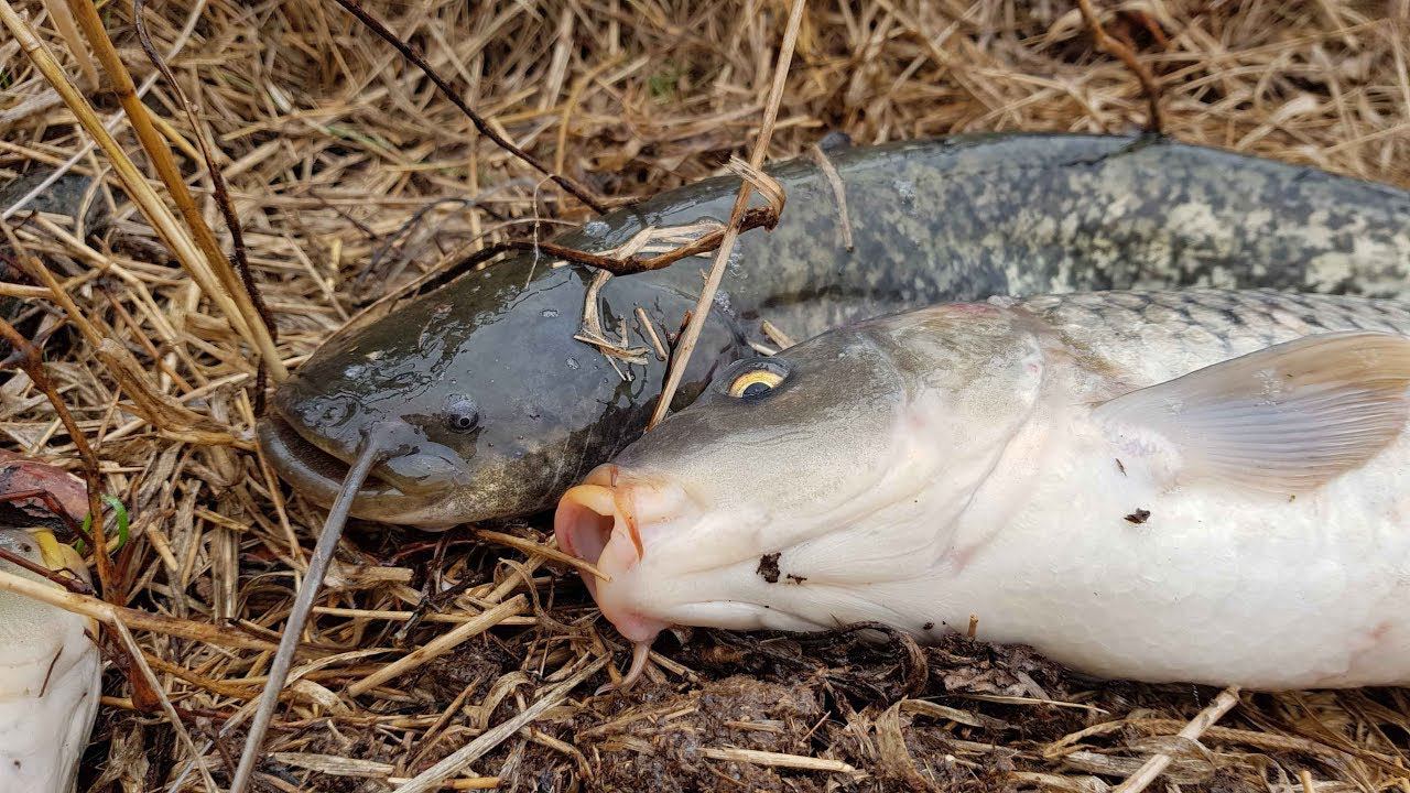 Хорошая Осенняя Рыбалка в Дагестане в Частном Пруду Рыбалка в Дагестане