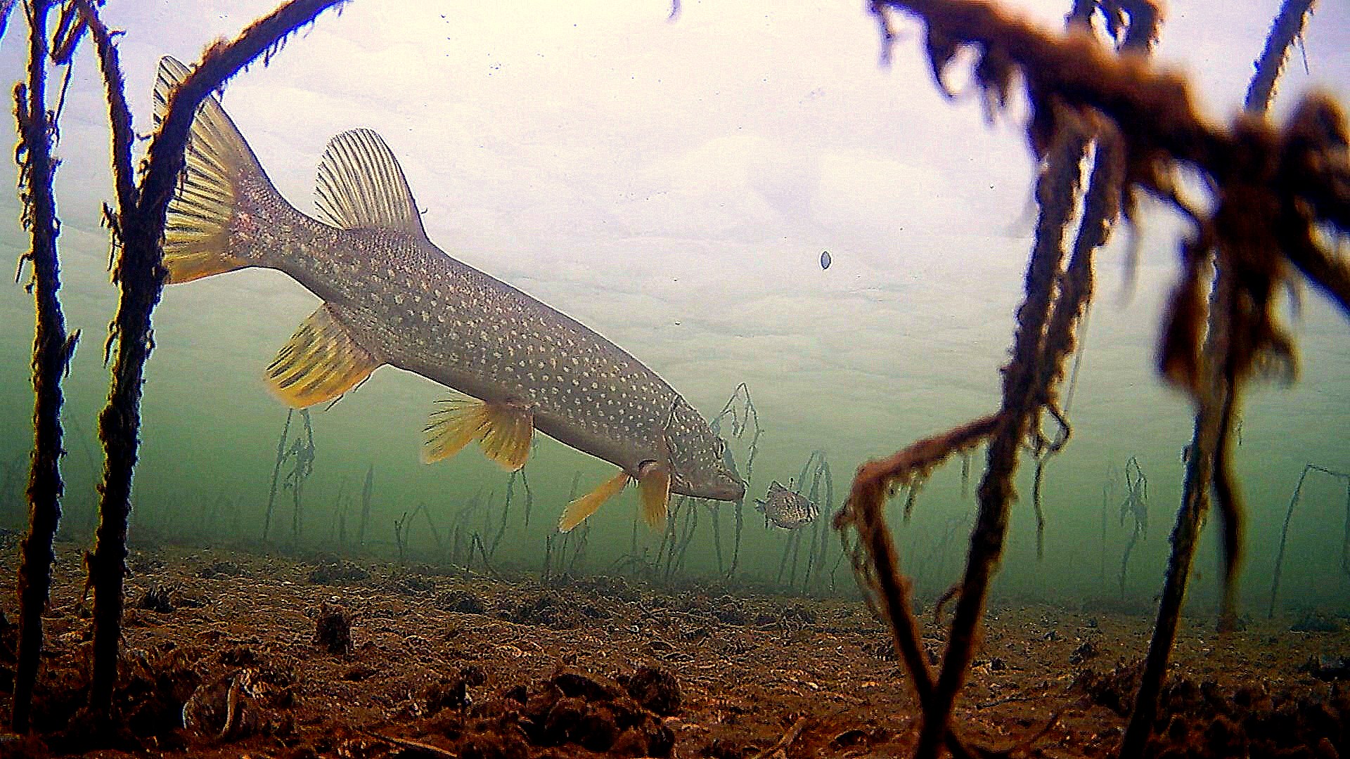 ПЕРВЫЙ ЛЕД 2023 - 24! АТАКА ЩУКИ НА ЖИВЦА! Подводная съемка