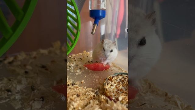 Хомяк Хома - ест еду