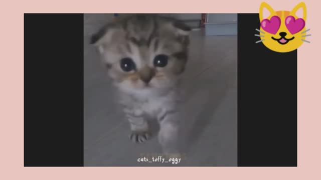 котята милые пушистые 2