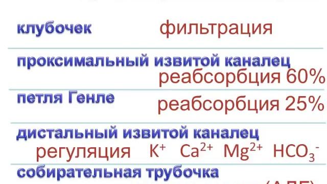 Физиология почек введение (почки 1)