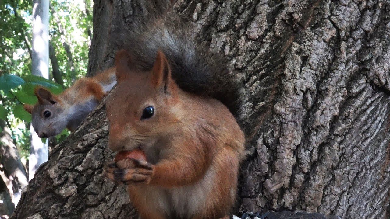 Бельчонок и белка (15.07.2023)