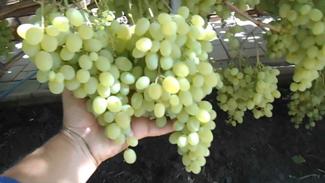 Виноградник Юрия Матвеева на 2 сентября 2023 года.