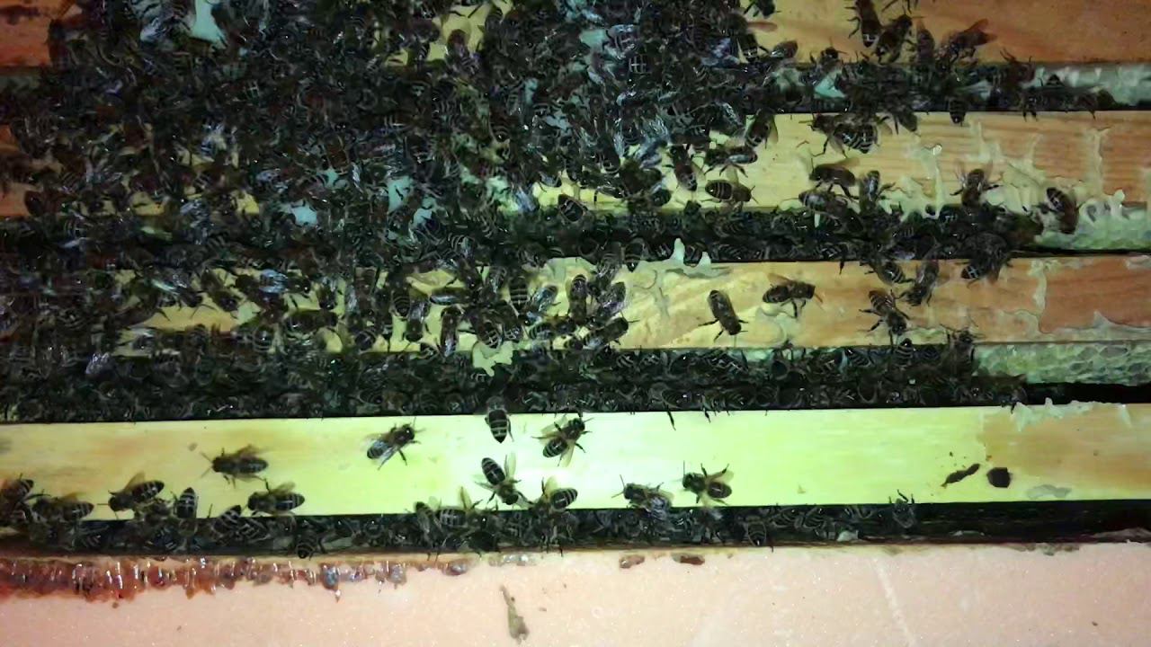 #Зимовка пчёл 26.12.20 тревожно зимовали, #пересадил в чистый #корпус и дал кормовых рамок с мёдом.