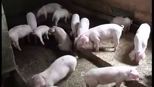 Самый выгодный аграрный бизнес