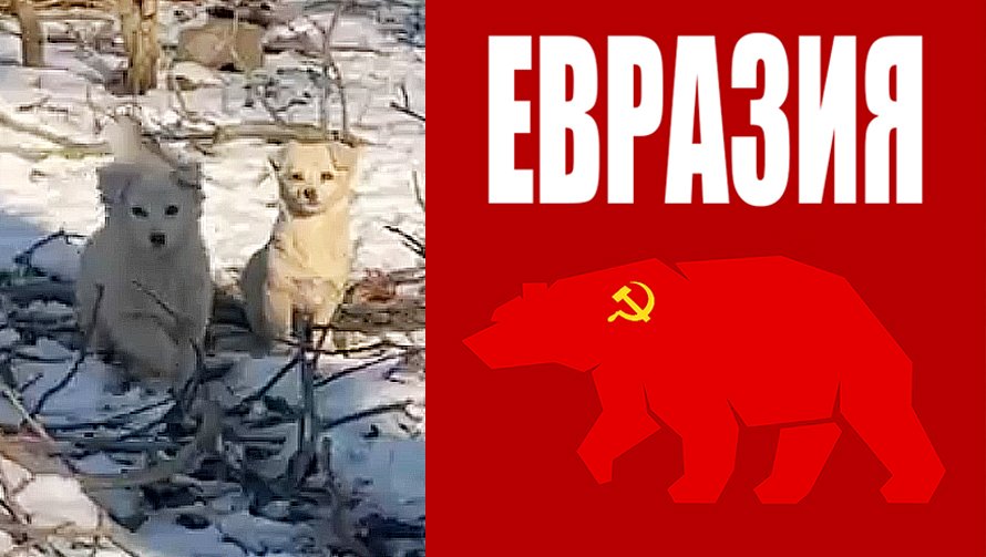 ВОЛНОВАХА – ЖИЗНЬ ВОЗВРАЩАЕТСЯ...
 #волноваха #новороссия #донбасс #днр #война #щенки #собака