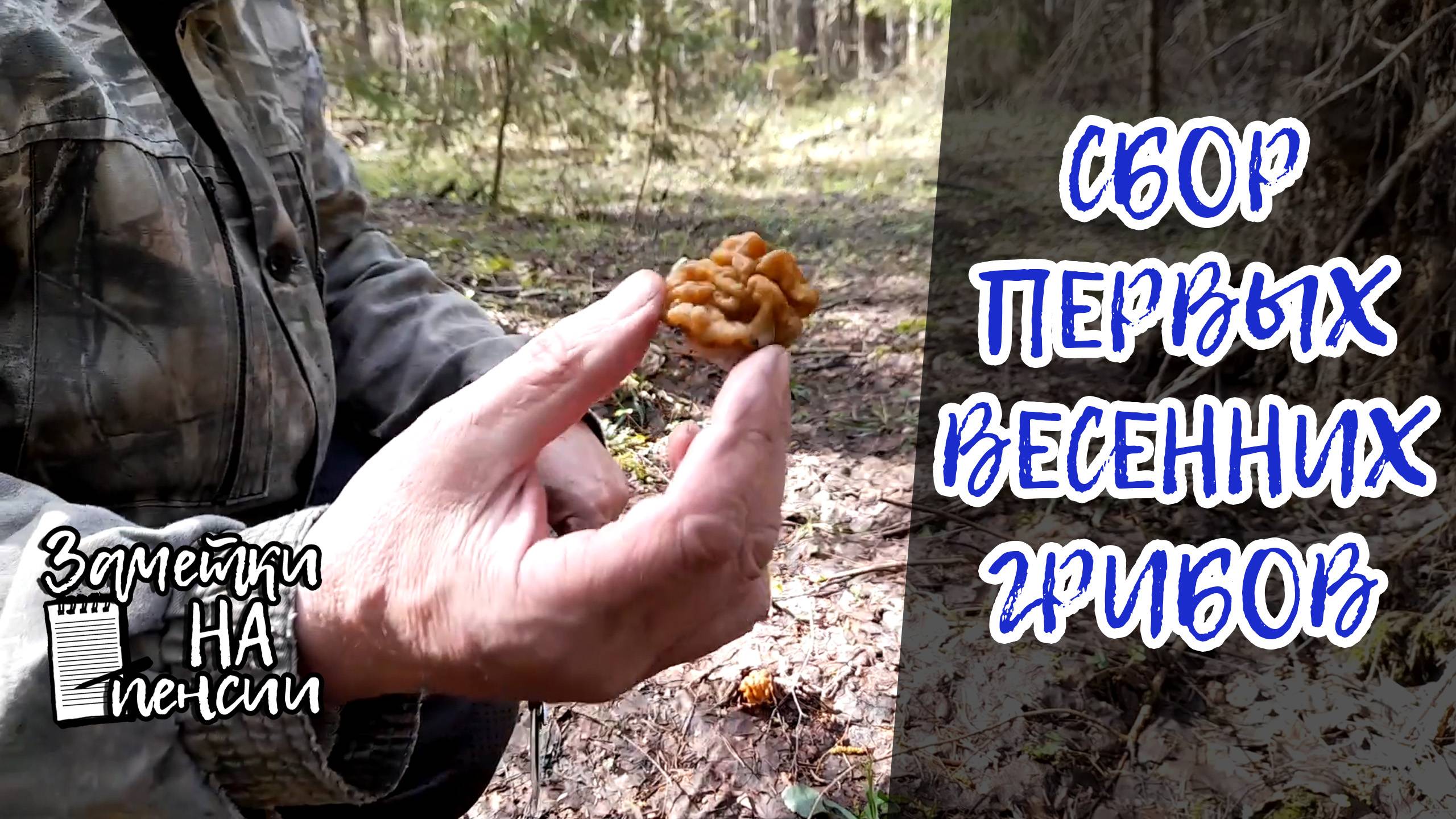 Сбор первых весенних грибов. #грибы