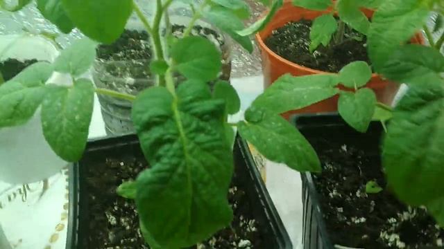 Обзор томатов и огурчиков для раннего урожая