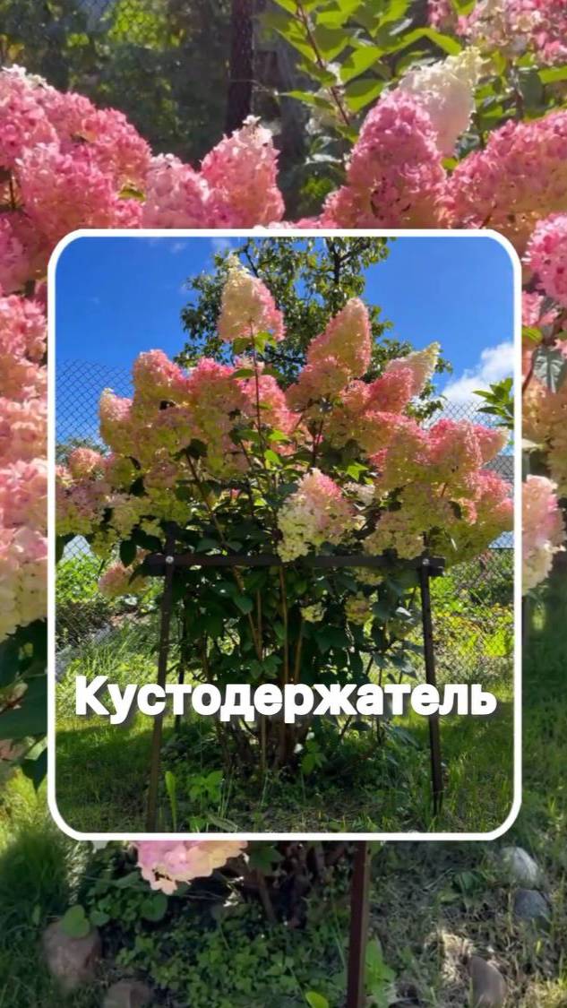Кустодержатель для гортензии и кустарников