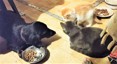 Кошкин дом 2. Трапеза кошек, сладкие сон и мурлыканье. Такса Тимми главный у котиков.