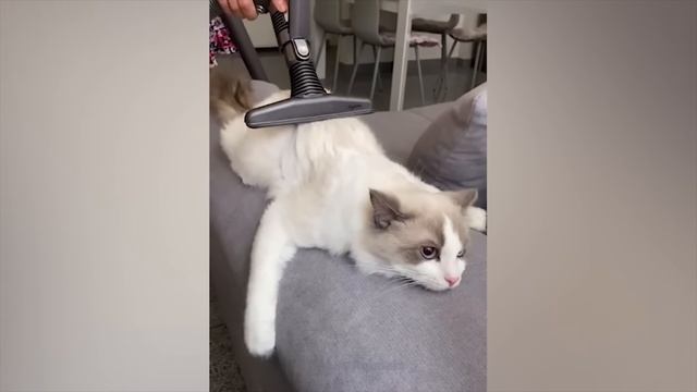 Приколы с котами и собаками #41