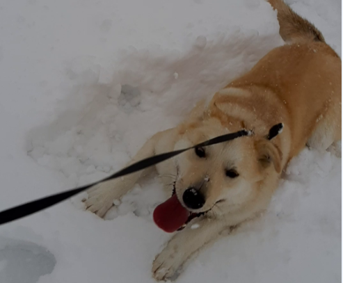 Кувыркается в снегу.