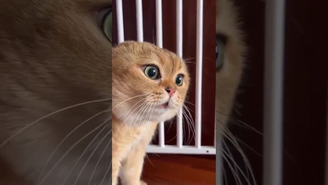 Милые котики. Звук не мой и видео не мои.