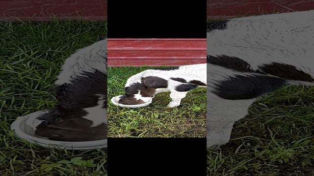 Завтрак Мишани