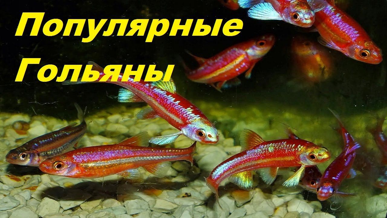 Необычное, но популярное. Серия 6 -  Гольяны. (Архив от 14.04.2023)