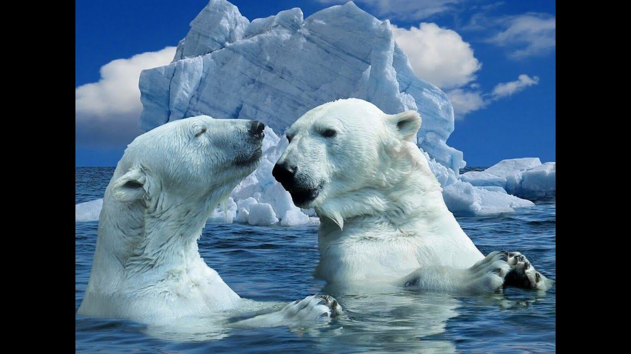 "Песенка о медведях"(учусь петь под караоке)