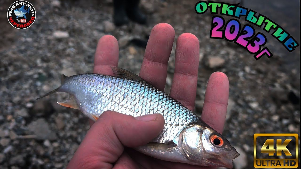 Открытие Фидерного сезона 2023г на р.Шексна.