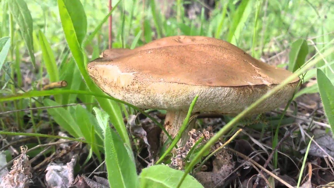 Грибы. Поход в лес за грибами 31.05.2015. Тихая охота. #Грибалка. Архив 2015 год.