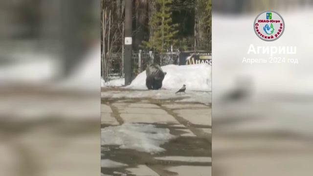 "Медведь" Агириш, район реки "Акрыш" и кладбища. Апрель 2024 год