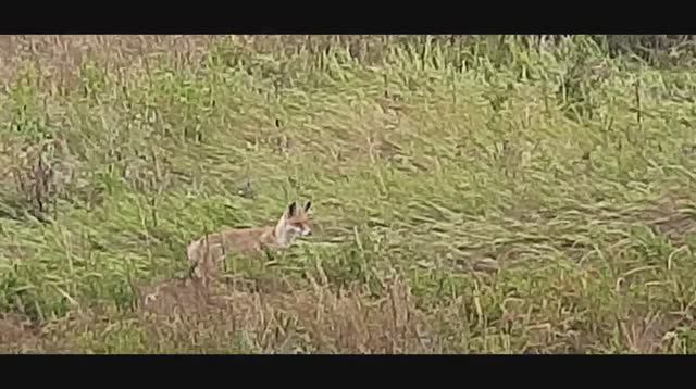 Моя пасека Лисенок на пасеке - воравливый