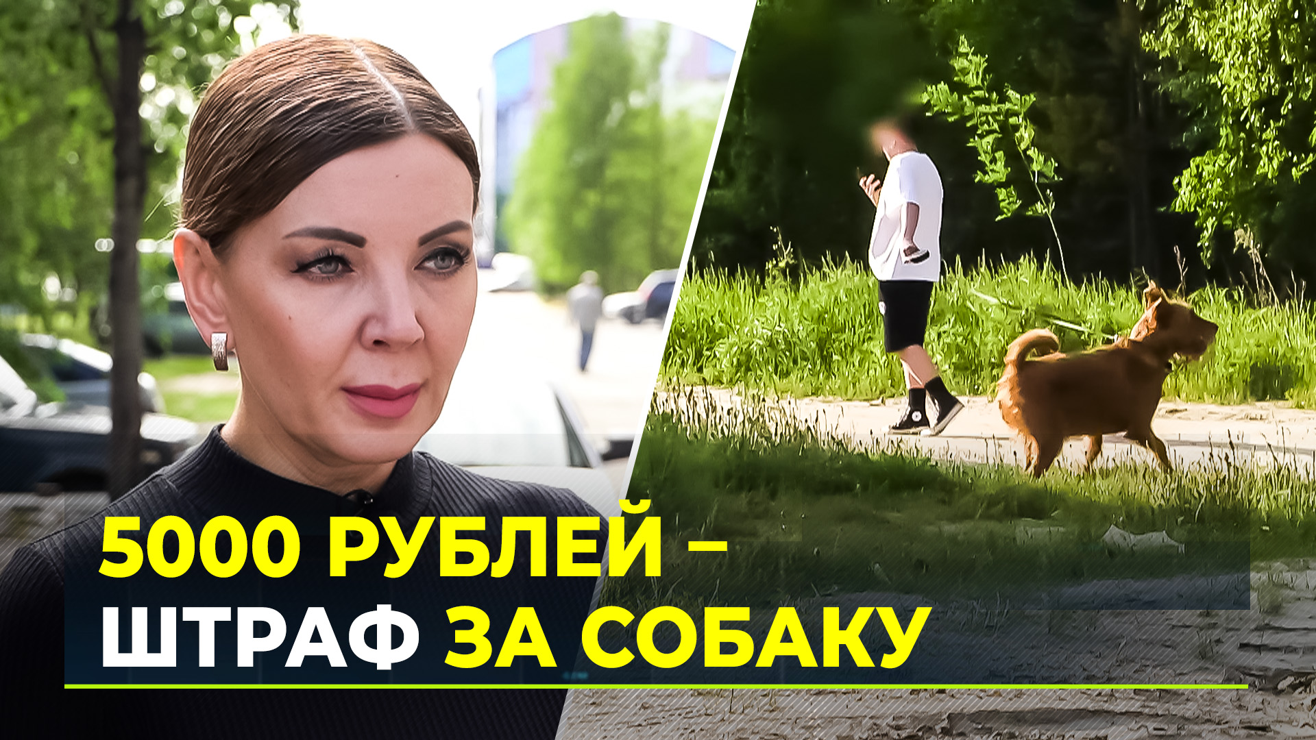 Владельцев собак начали штрафовать