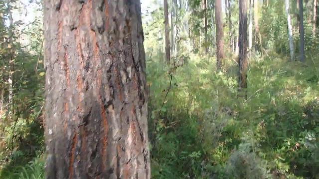 Ориентирование по природным признакам (кора на сосне)