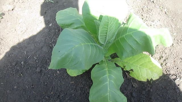 ухаживаем за табаком в июле