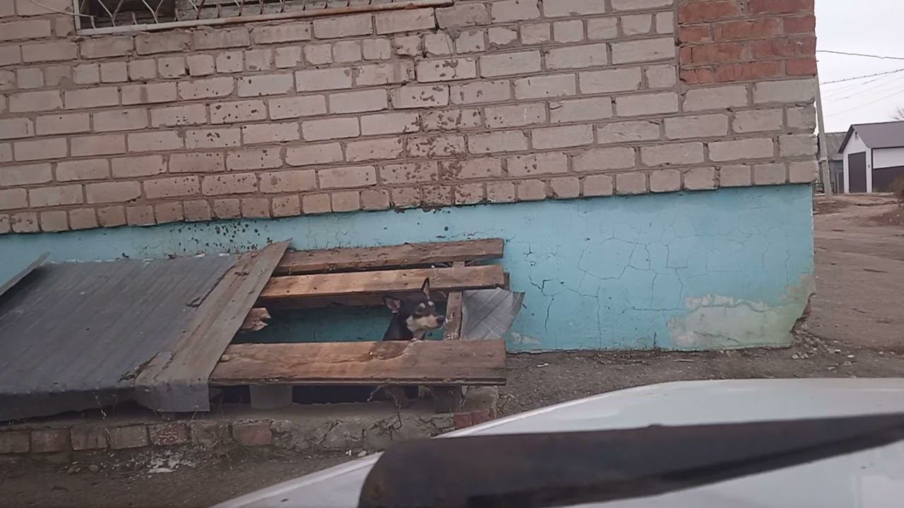 Помогаю собаке вылезти из ямы.