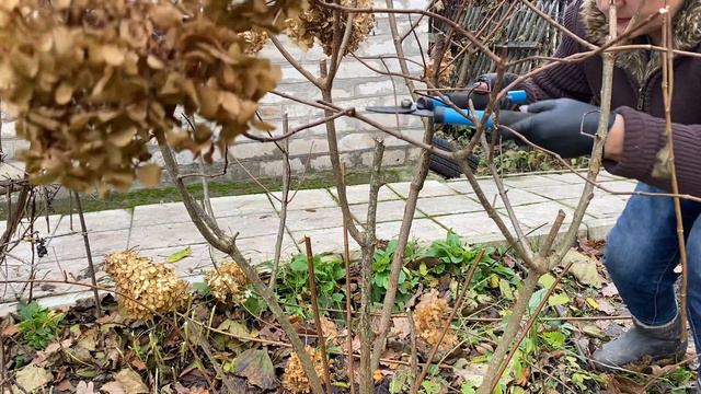 Обрезка гортензии, как укрываю хризантемы мультифлора и розы на зиму, прикопала горшки с тюльпанами