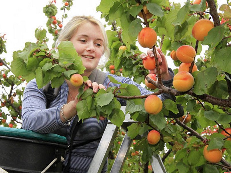 Абрикос, посаженный по интенсивной технологии. #питомник #идея #сделай сам #экономно #интересно #сад