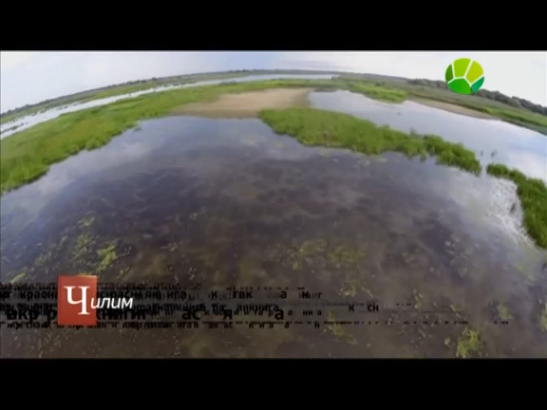 Красная книга. Чилим