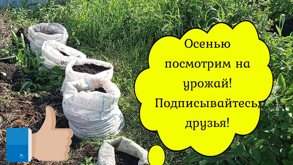 КАРТОШКА В МЕШКАХ!МОЙ СПОСОБ ПОСАДКИ!#картошка #картофель #картофельвмешках#картофель_в_мешках#