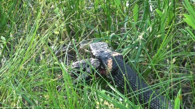 Уж ест лягушку.