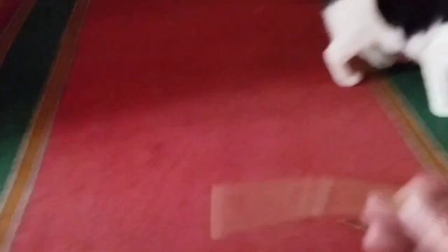 Играюсь с палочкой