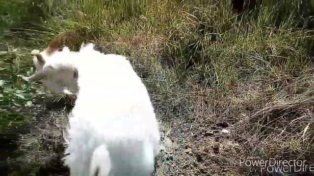 Первый раз пасу коз.