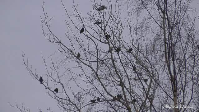 Скворцы прилетели! Кормятся на полях вместе с чибисами.