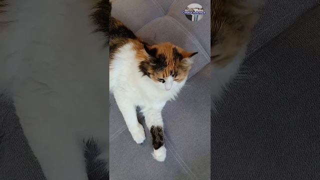 Этот сюжет ЗАКОНЧИЛСЯ!!😺 | Симка и Алиса Rutube