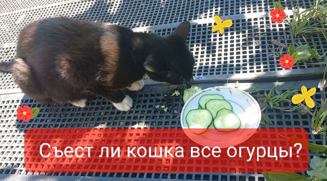 Кошка Ночка любит есть огурцы.