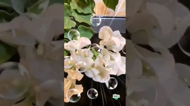 Волшебный мир. Бугервиллия