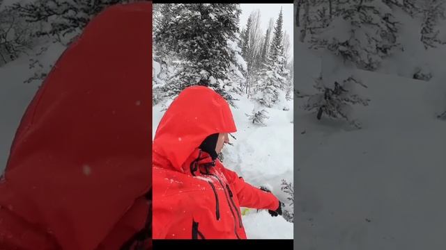 Ёлки ставят капканы