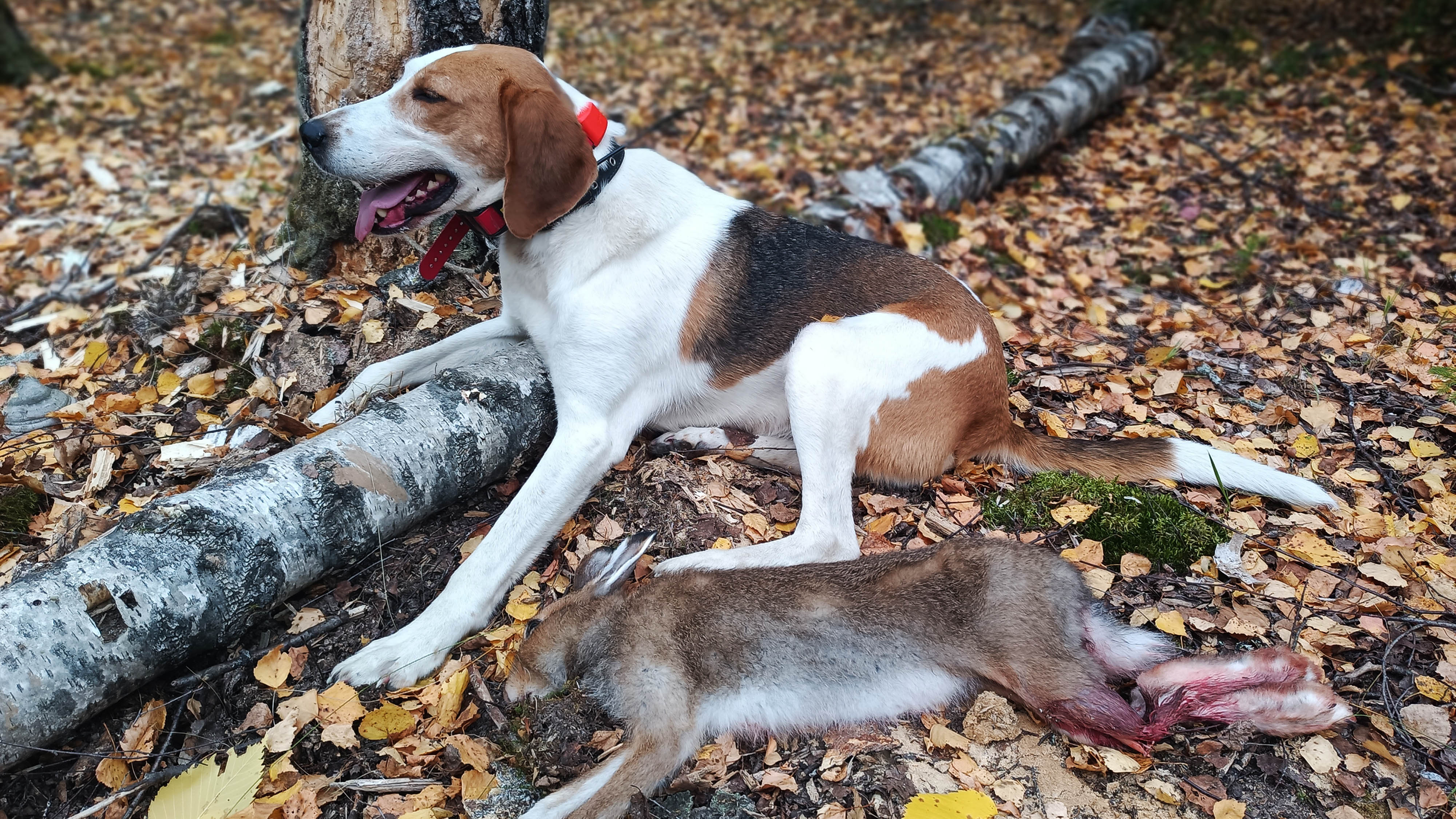 Первые ЗАЙЦЫ! Охота на ЗАЙЦА! Сезон 2023 - 2024г. #1