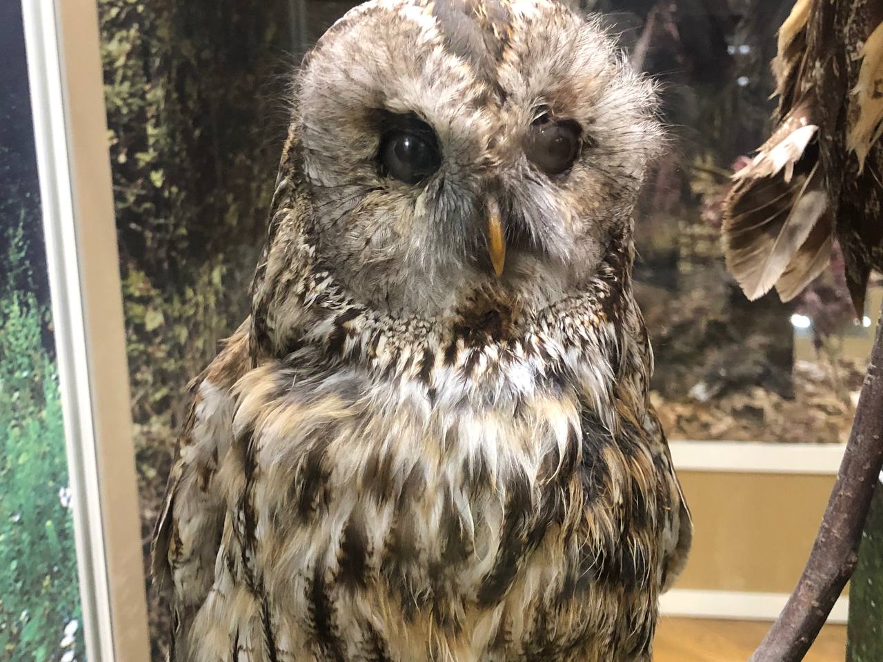 Бесшумные пернатые хищники