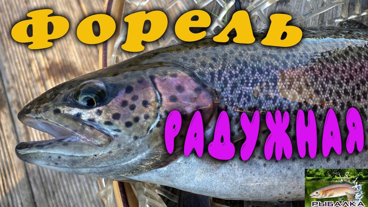 Форель радужная. Ловля форели в пруду.