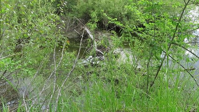 Бобровая плотина - основательное сооружение на маленьком озере