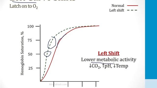 Лёгкие USMLE - 1. Эмбриология, анатомия и физиология - 4.Гемоглобин